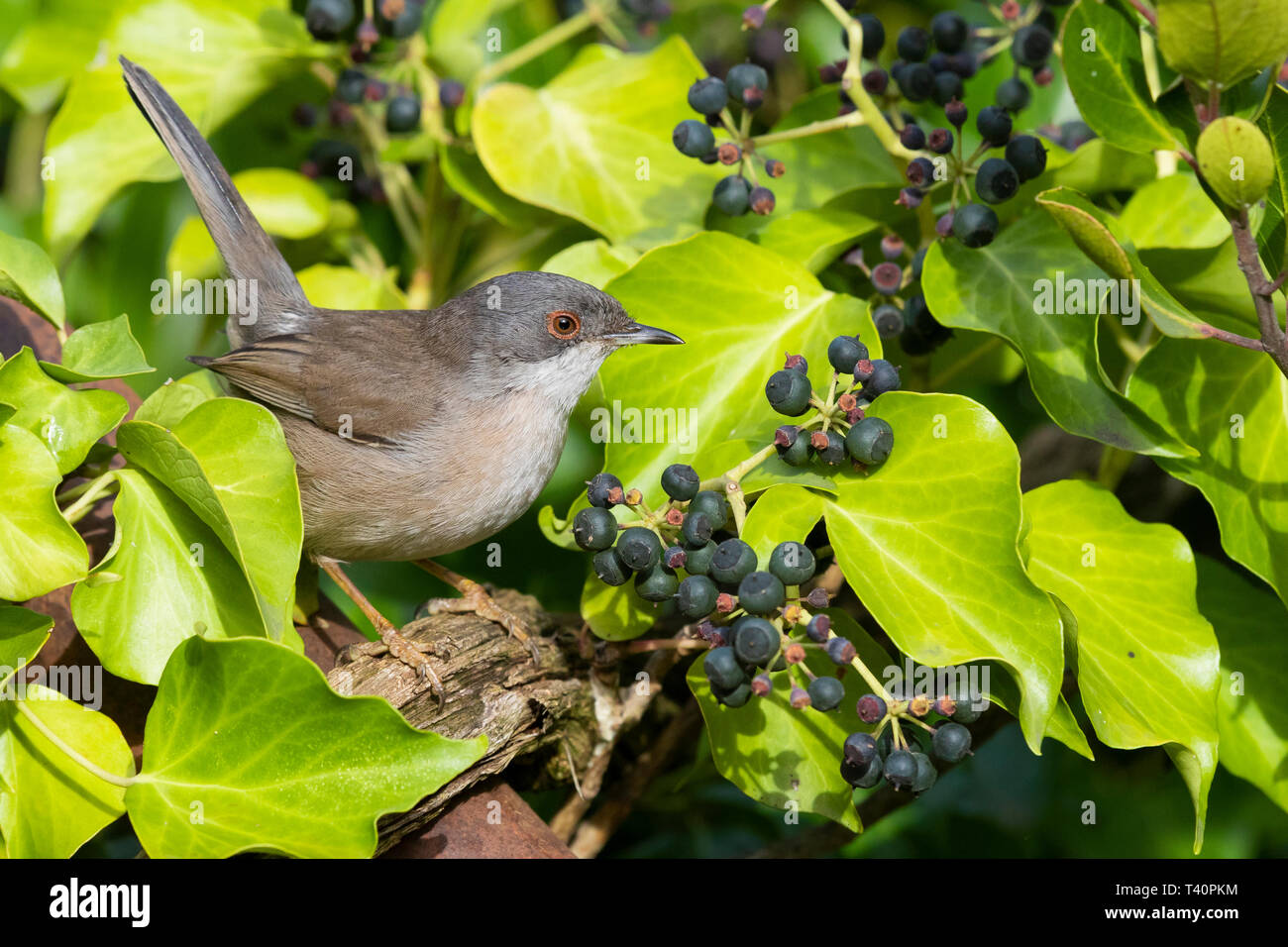European warblers hi-res stock photography and images - Alamy