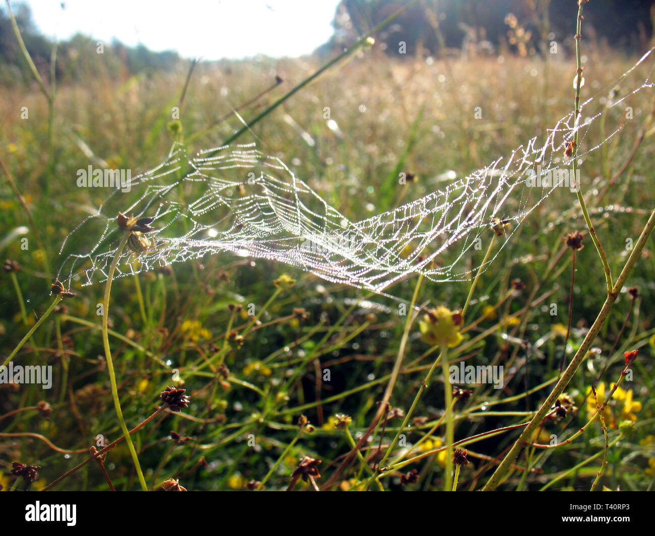 Aerial Insect Net High Resolution Stock Photography and Images - Alamy