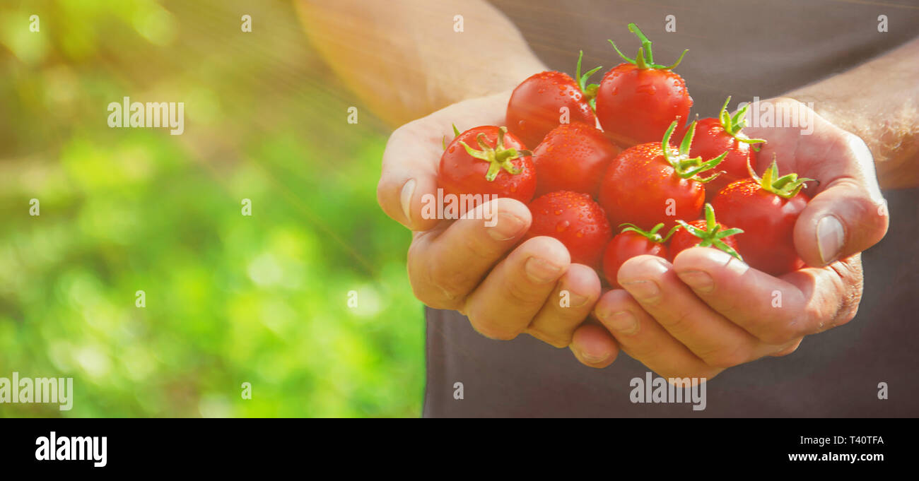A man is holding homemade tomatoes in his hands. selective focus ...