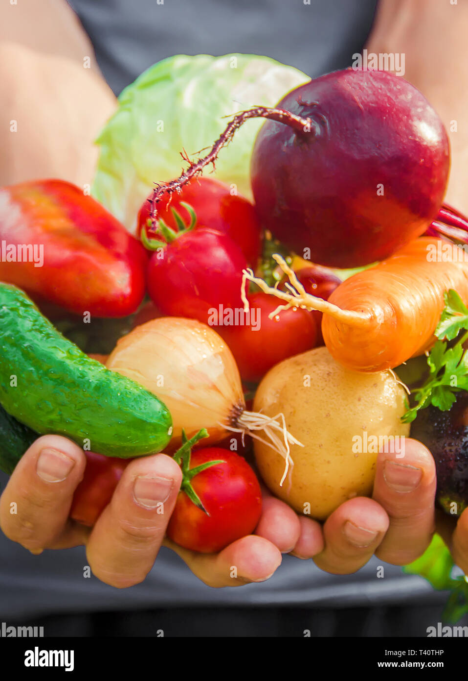 homemade vegetables in the hands of men. harvest. selective focus ...