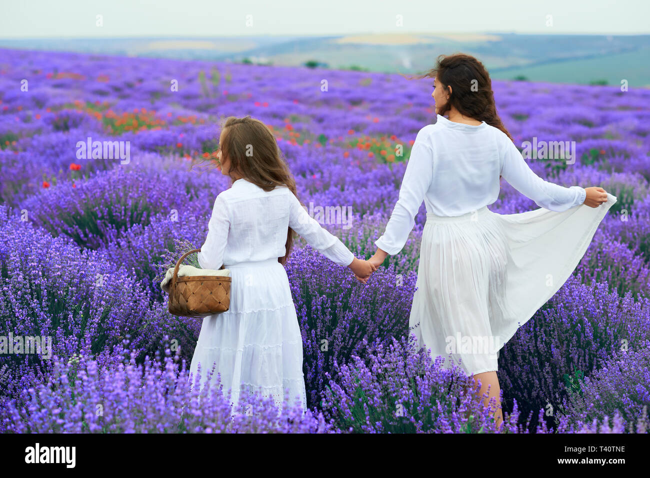 girls are in the lavender flower field, beautiful summer landscape ...