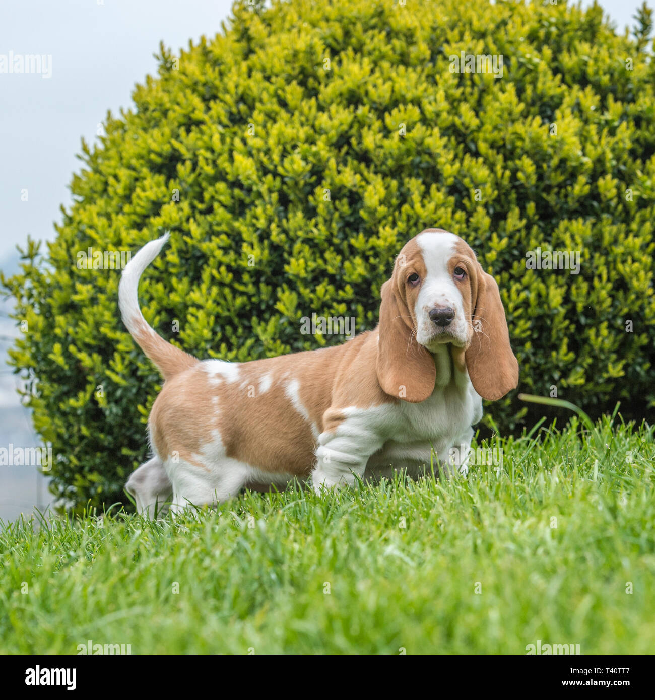 Female Basset Hound High Resolution Stock Photography and Images - Alamy