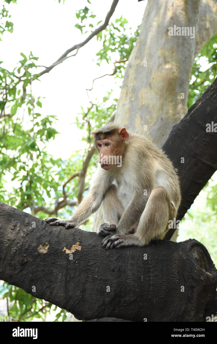 Indian monkey hi-res stock photography and images - Alamy