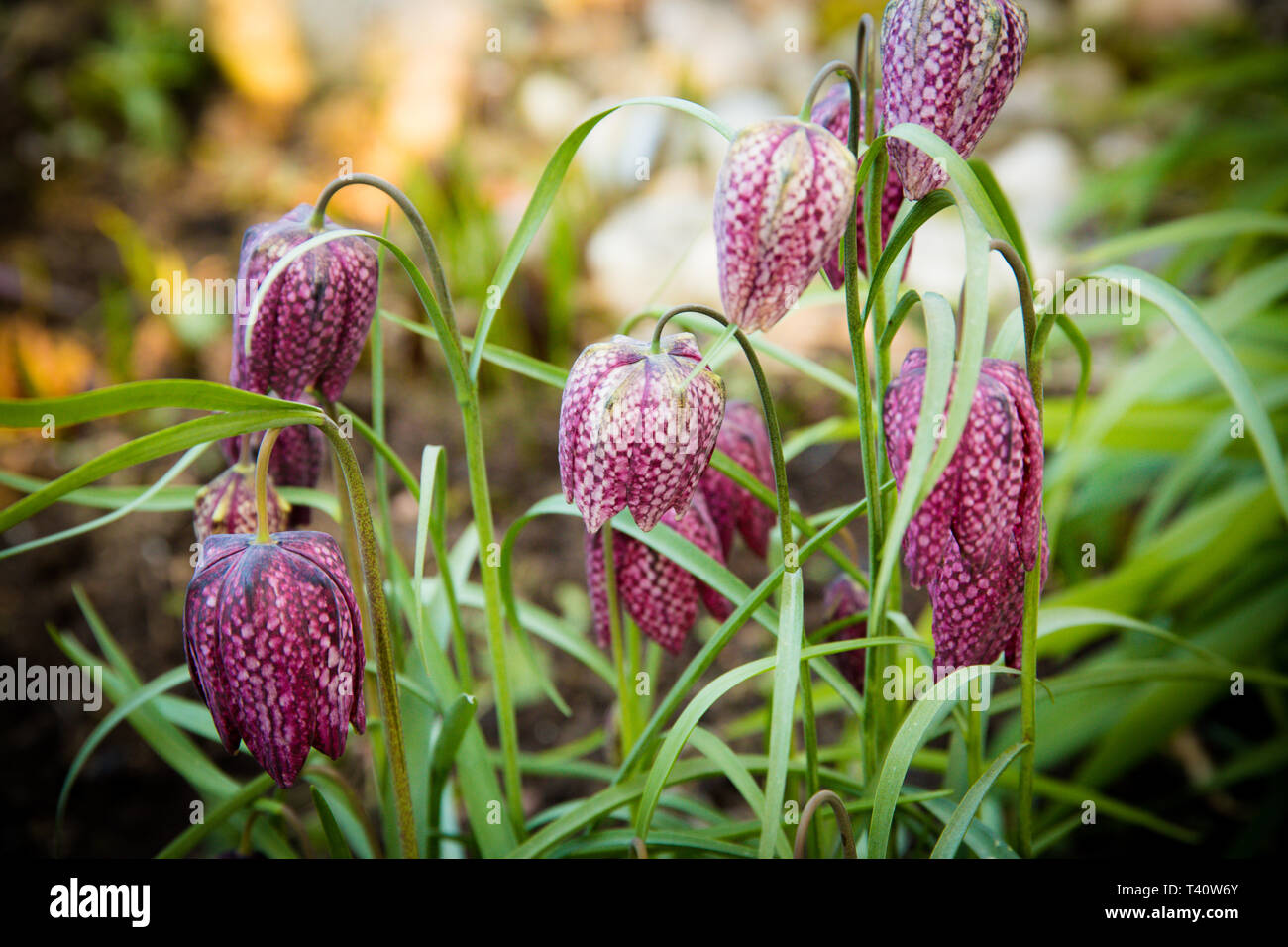 Snakes Head fritillary growing in a shady garden Stock Photo - Alamy
