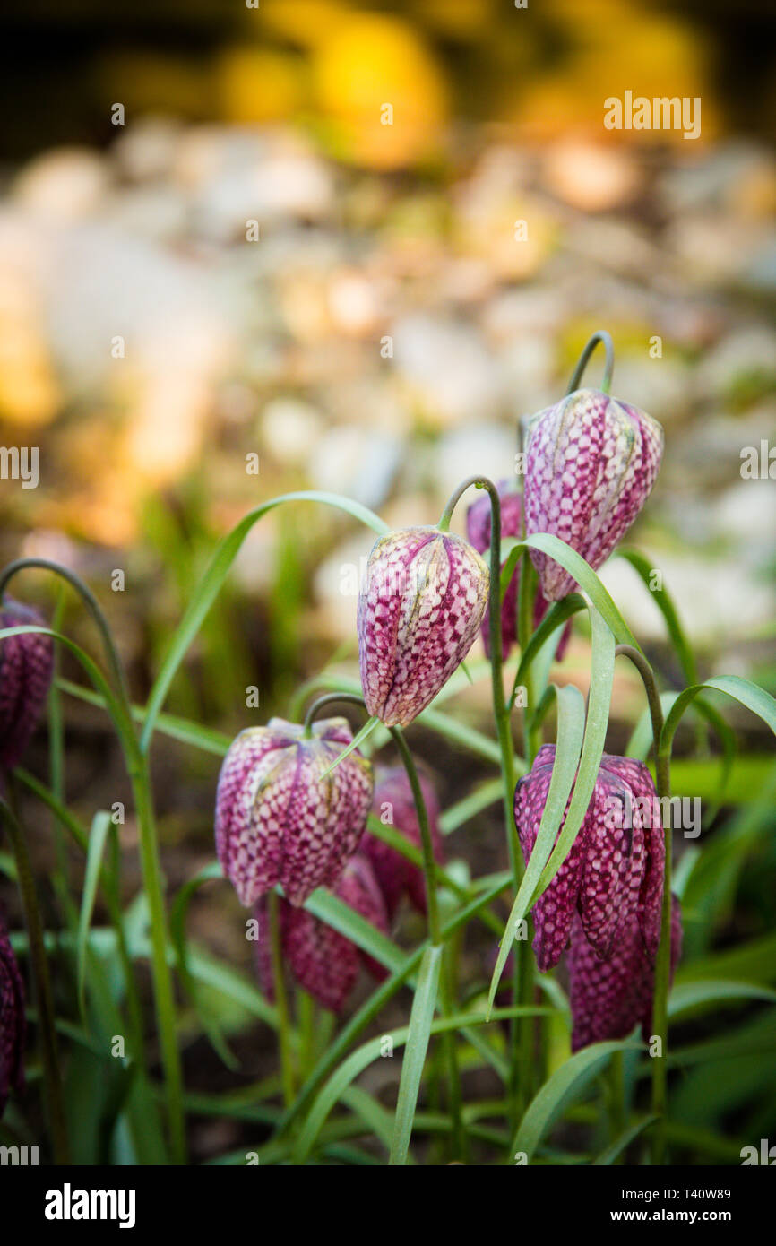 Snakes Head fritillary growing in a shady garden Stock Photo - Alamy