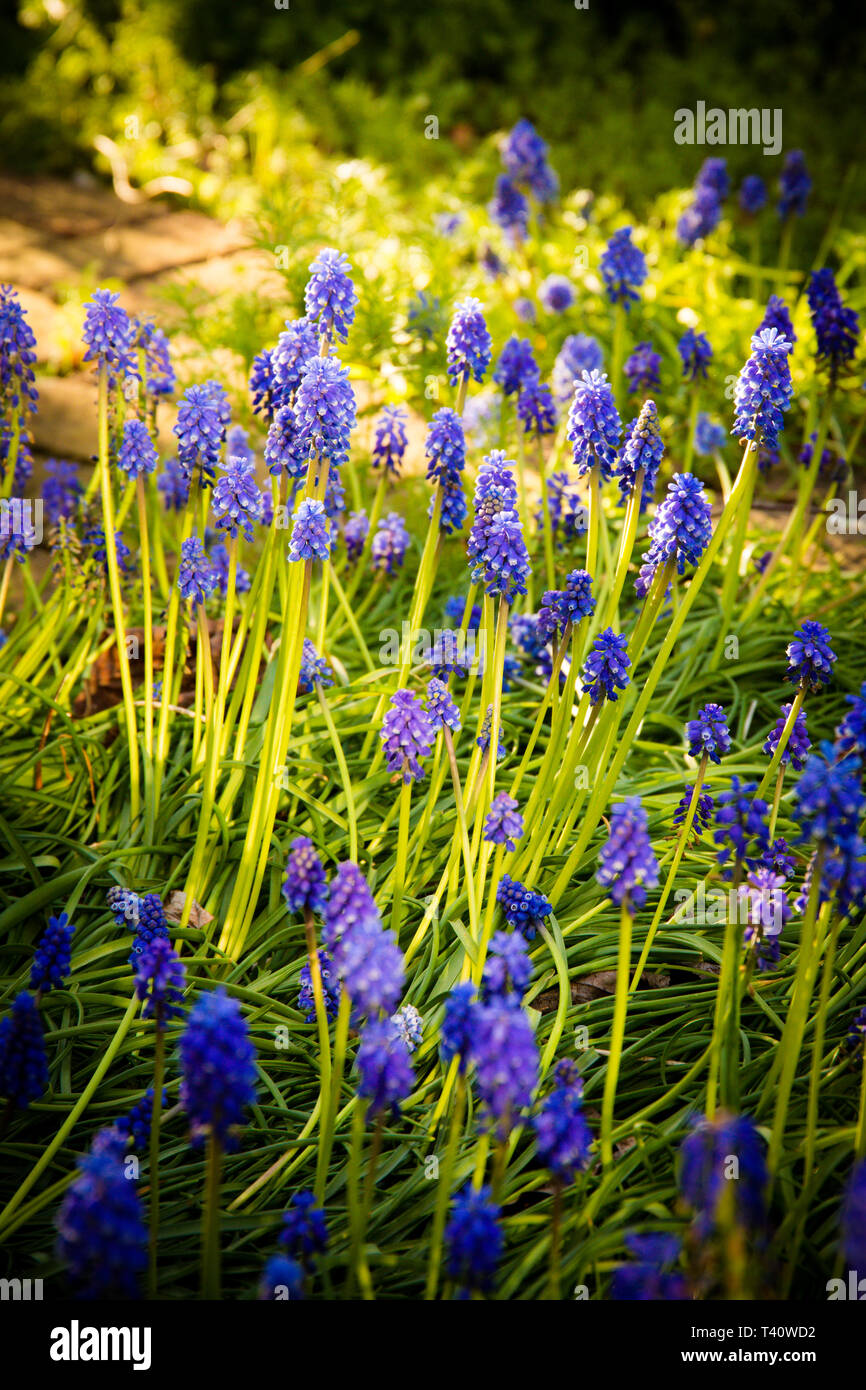 Grape Muscari growing in a shady garden Stock Photo - Alamy