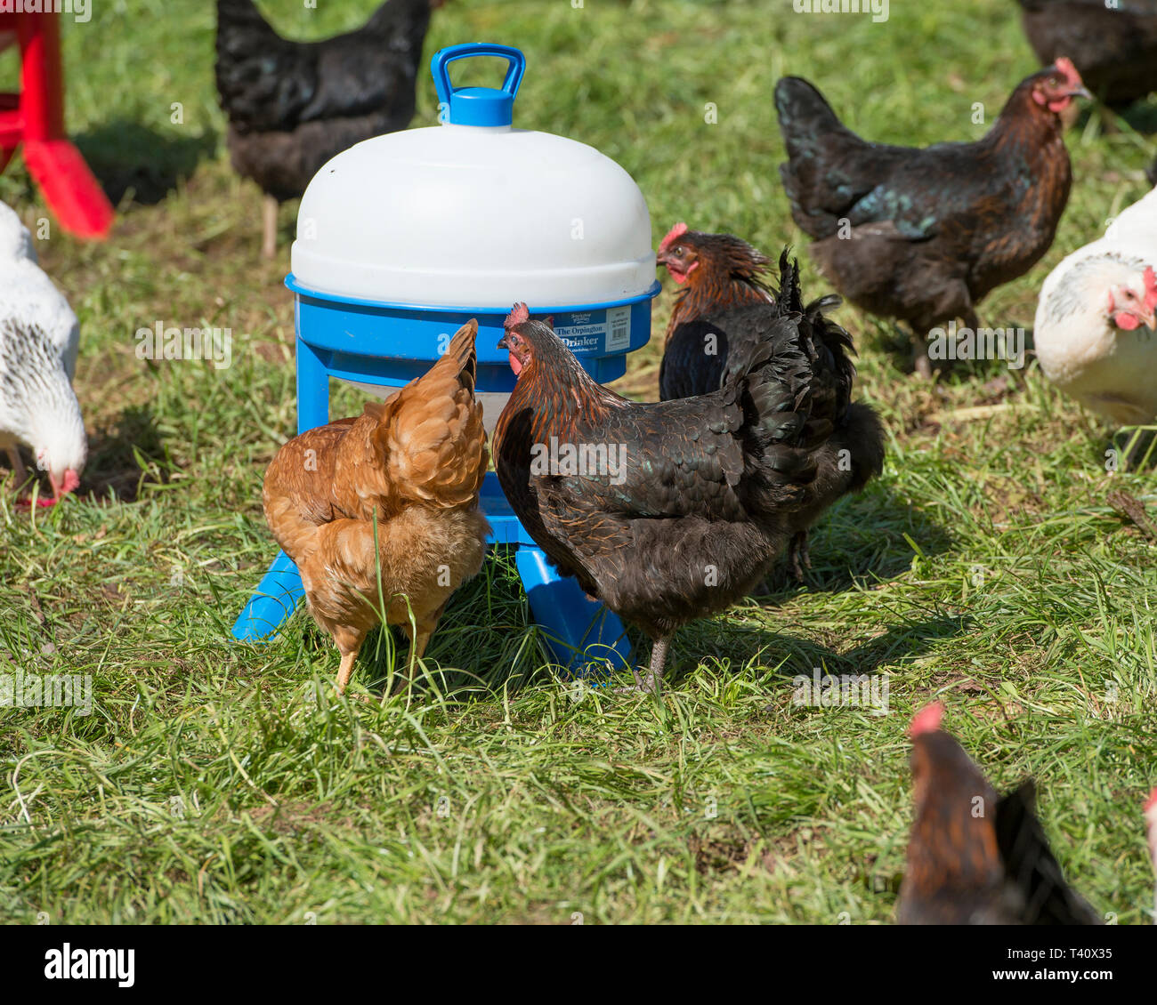 chickens free range with water drinker Stock Photo - Alamy