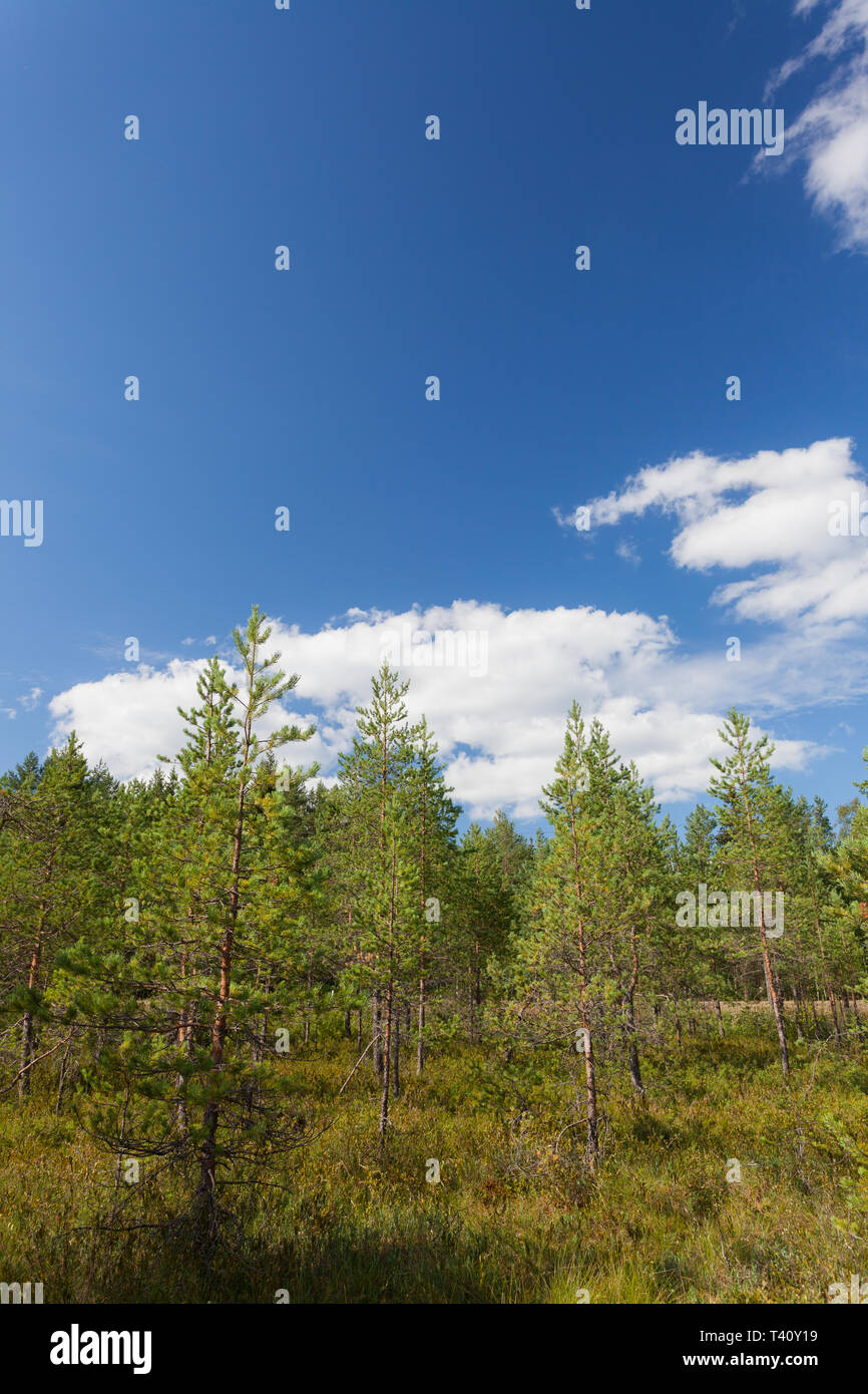 Bog small pine trees hi-res stock photography and images - Alamy