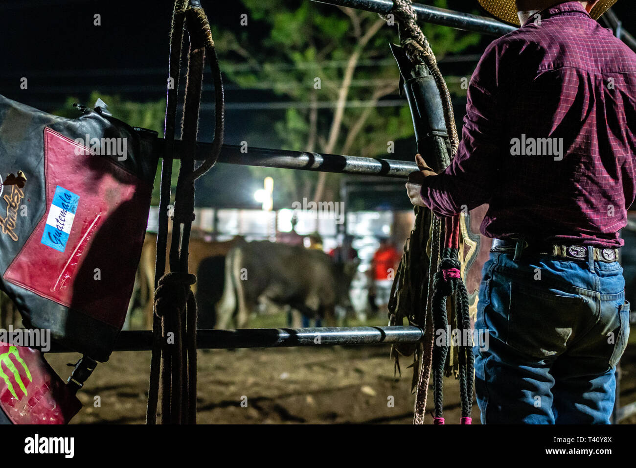 latin bull rider getting ready before ride in Guatemalan rodeo Stock ...
