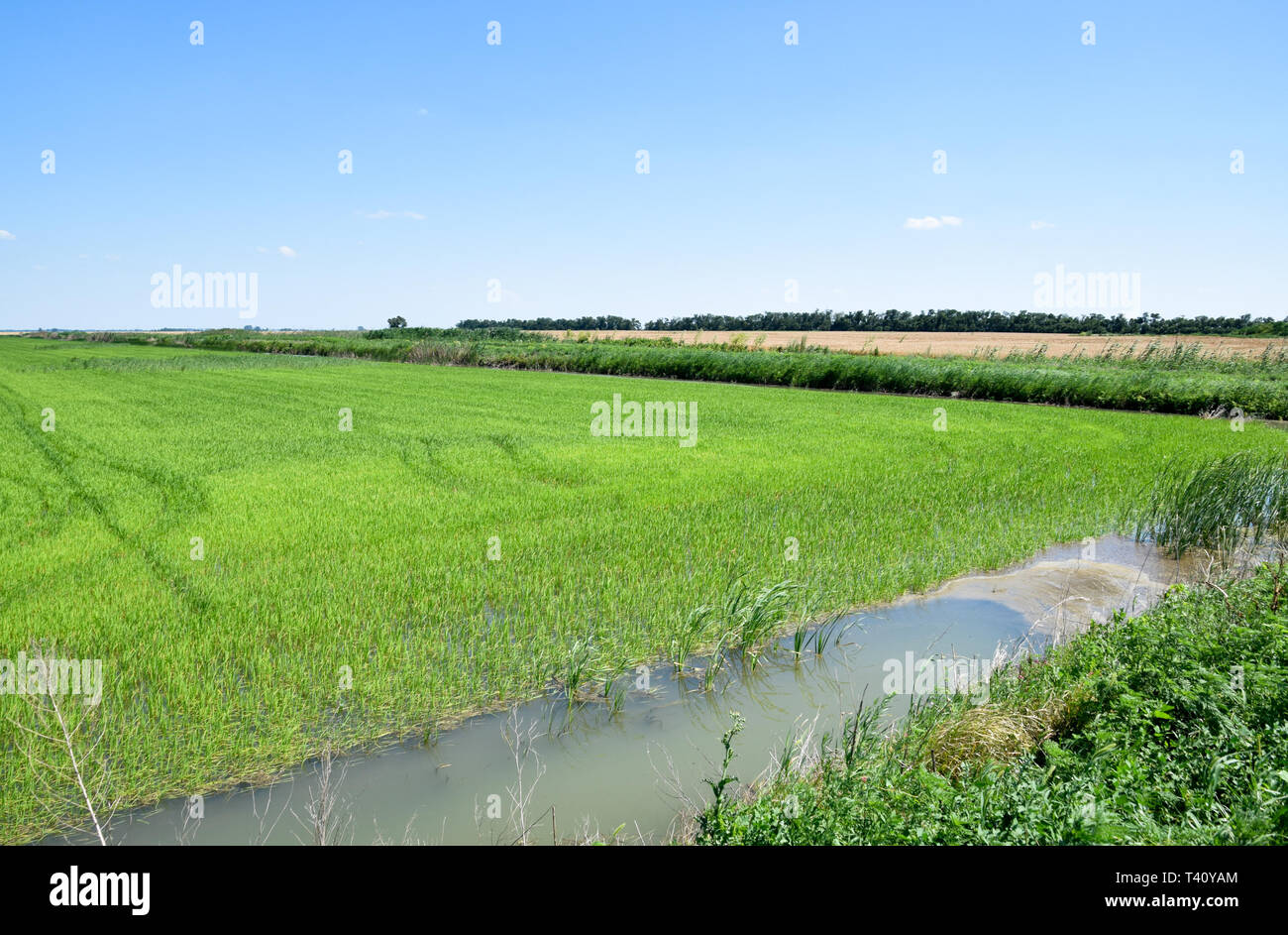 Field of rice in the rice paddies. Rice cultivation in temperate ...