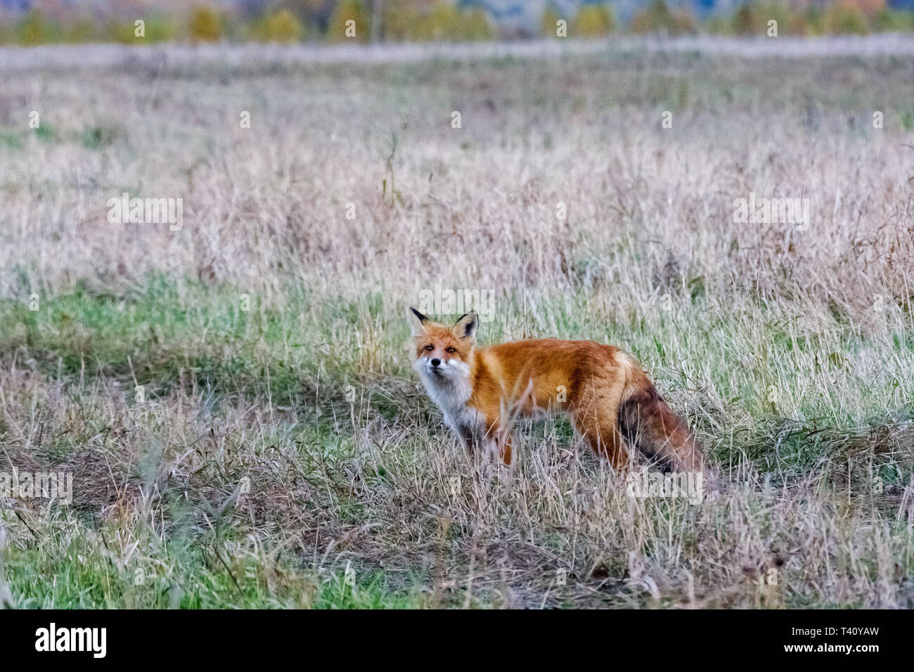 Russian red fox hi-res stock photography and images - Alamy