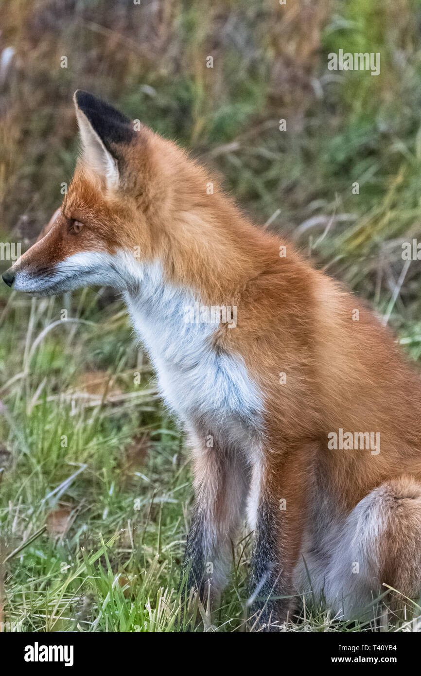 Russian red fox hi-res stock photography and images - Alamy
