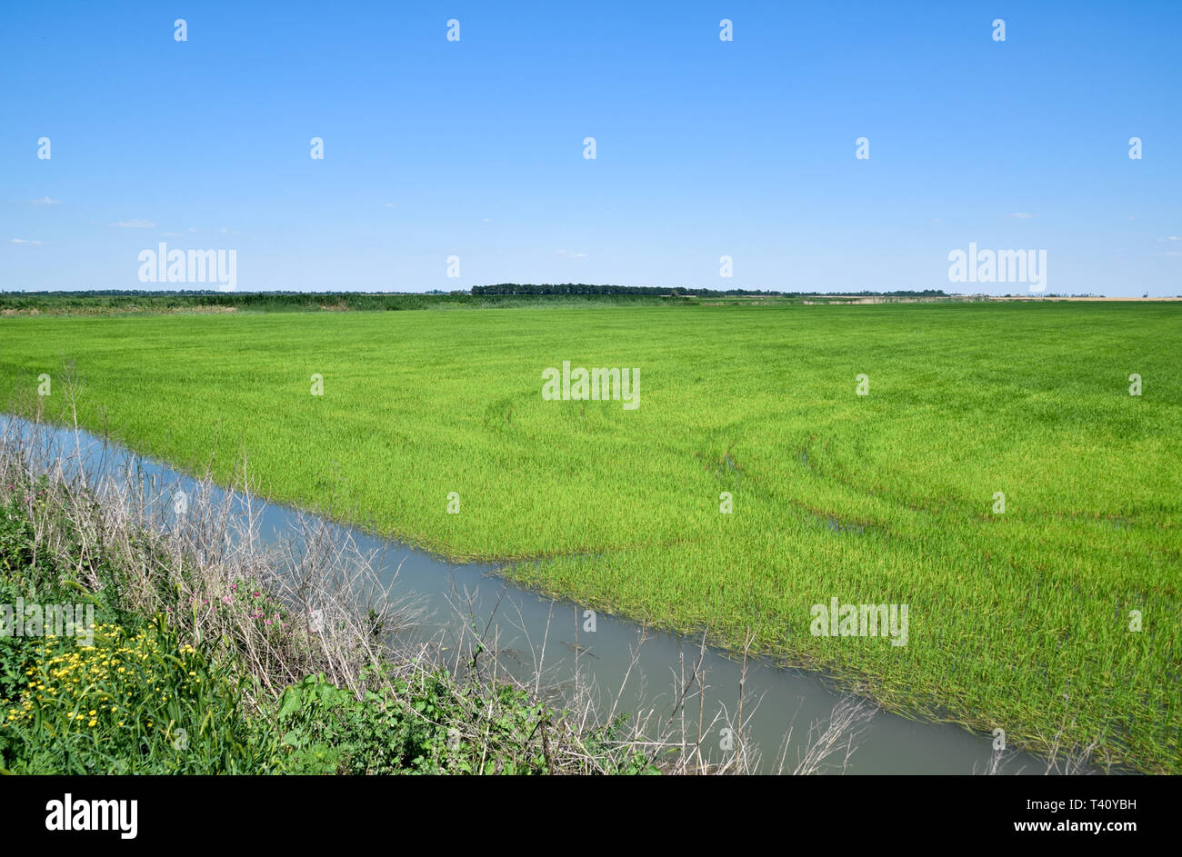 Field of rice in the rice paddies. Rice cultivation in temperate ...