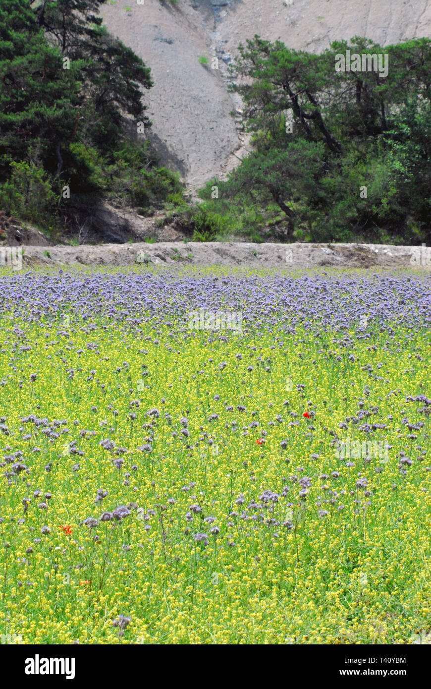 The beautiful French countryside with colorful Spring wildflowers Stock ...