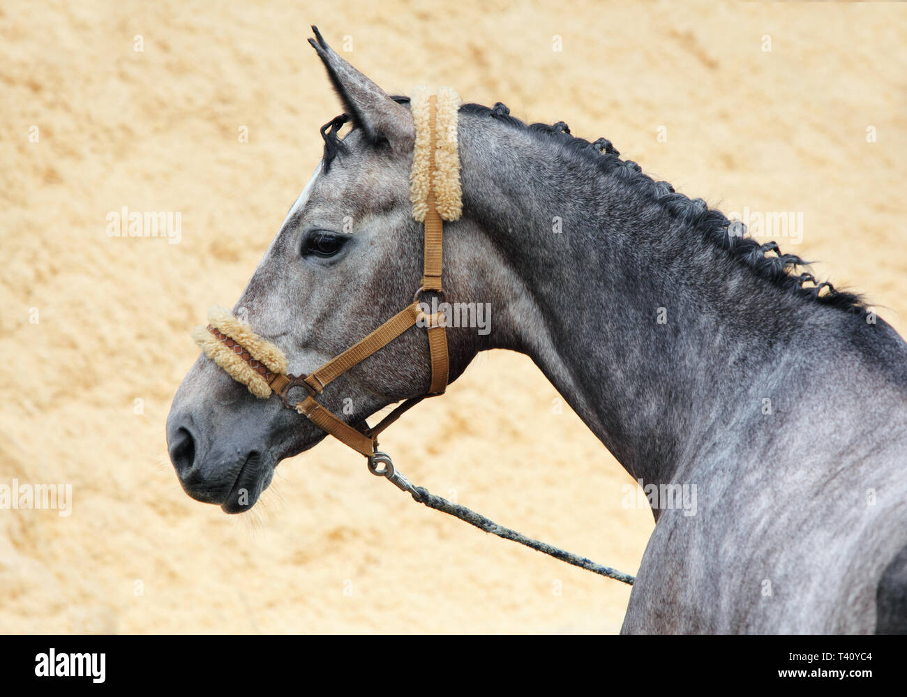 Portrait of a gray dressage horse standing in a yellow background Stock ...