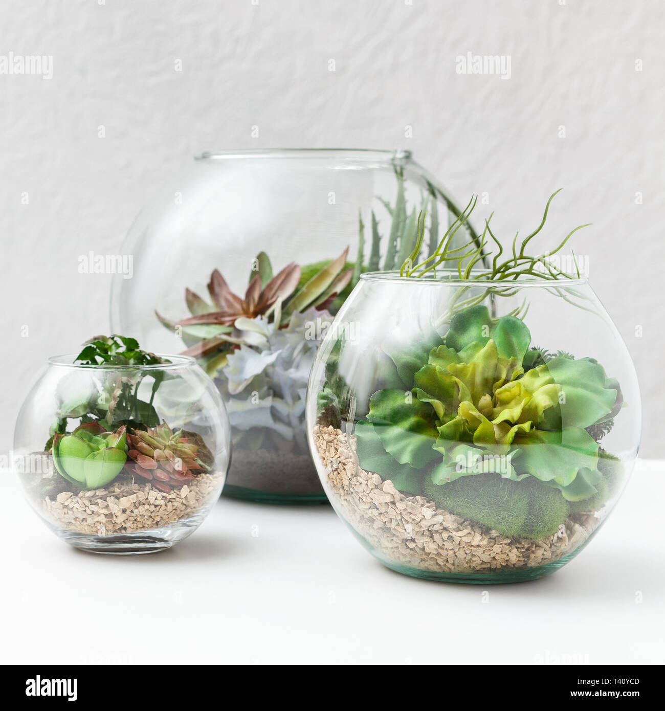 Transparent succulent hi-res stock photography and images - Alamy