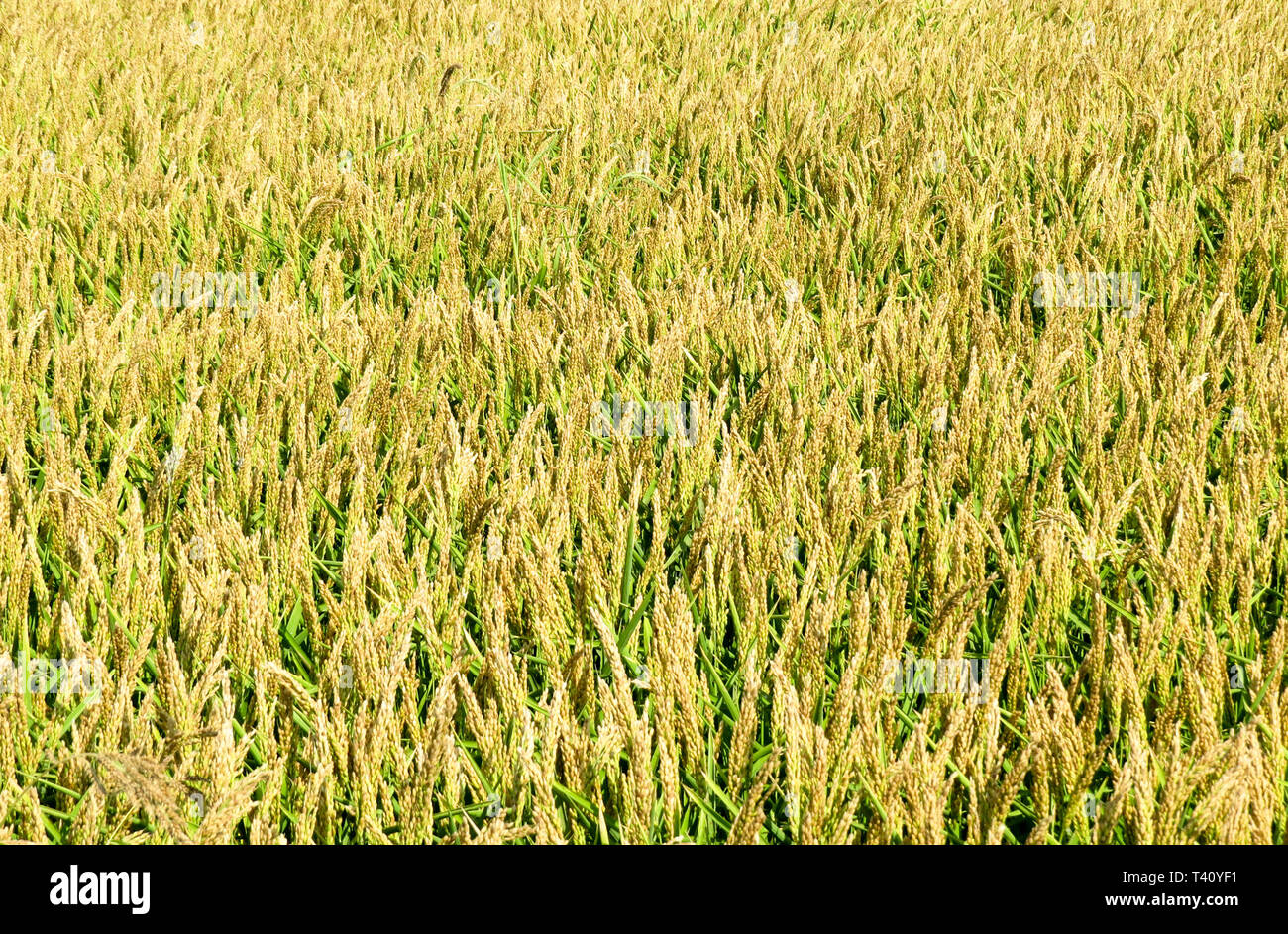 Field of rice in the rice paddies. Rice cultivation in temperate ...