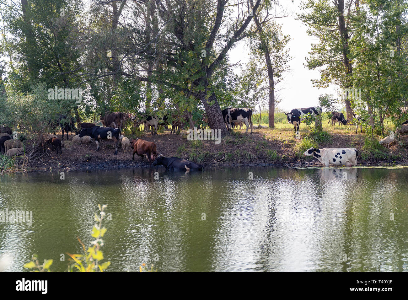 Cows stand in the water on a hot day escaping from the heat Stock Photo ...