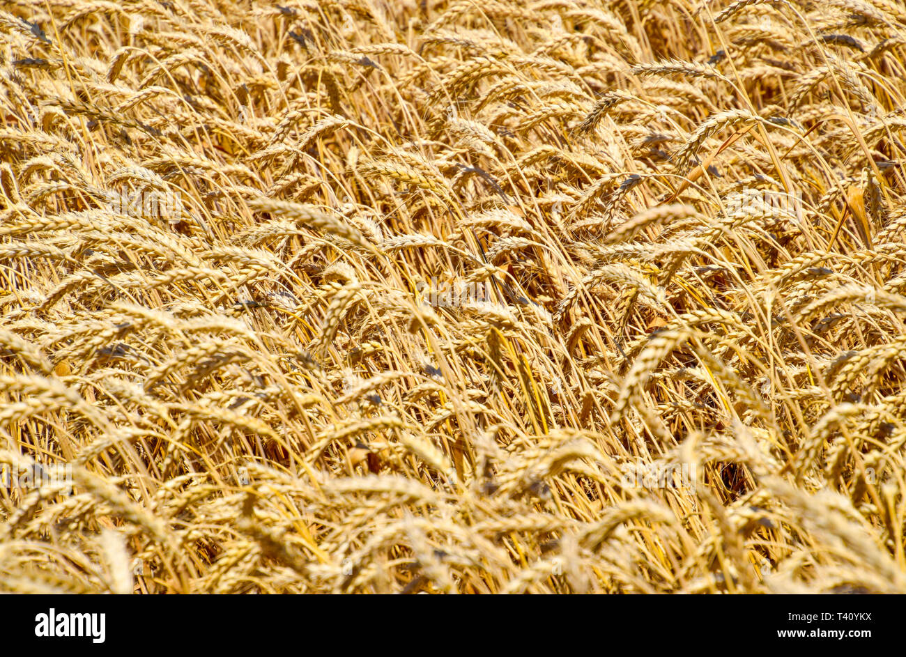 field of wheat. Photo Shooting quadrocopters field of ripe crops Stock ...