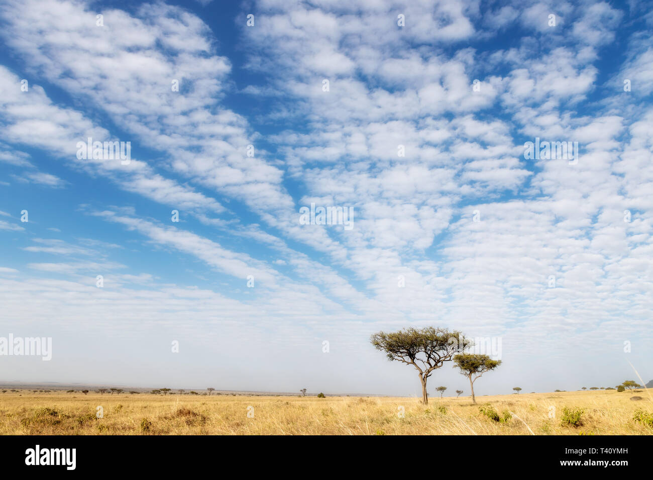 Acacia trees in the Masai Mara, Kenya. Typical cloud formation of an ...