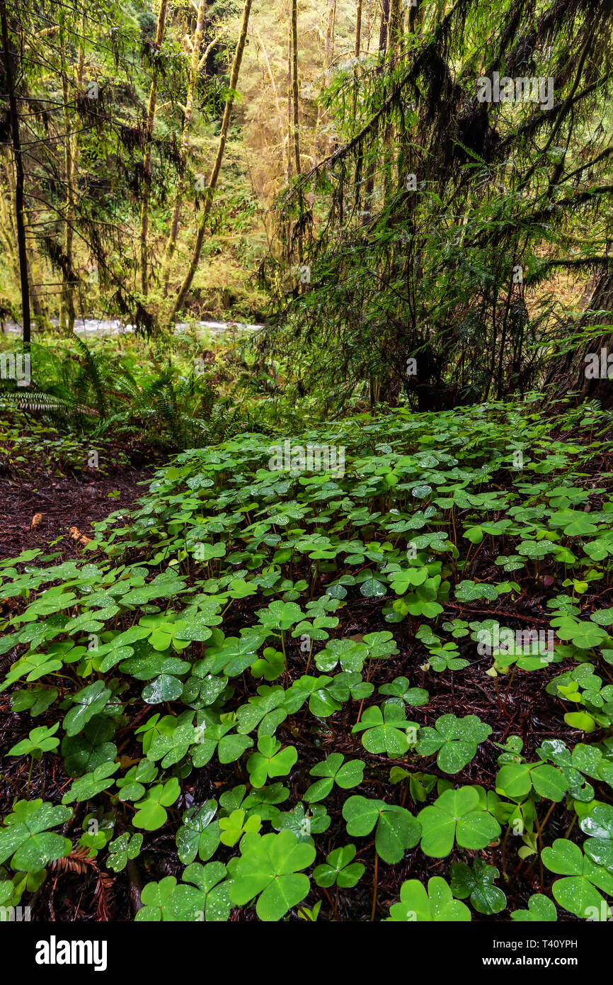 Color image of a redwood forest. Northern California, USA Stock Photo ...