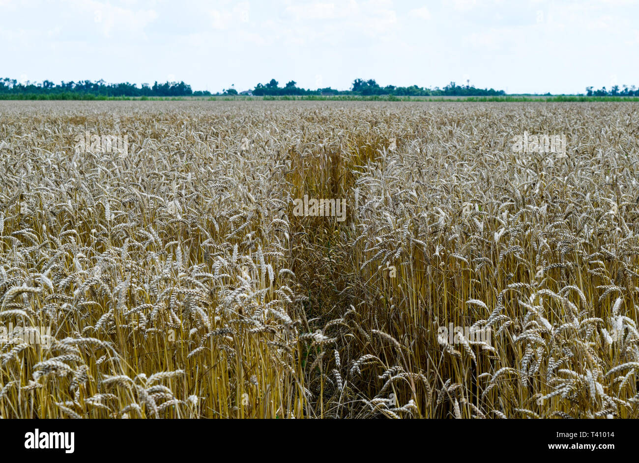 field of wheat. Photo Shooting quadrocopters field of ripe crops Stock ...