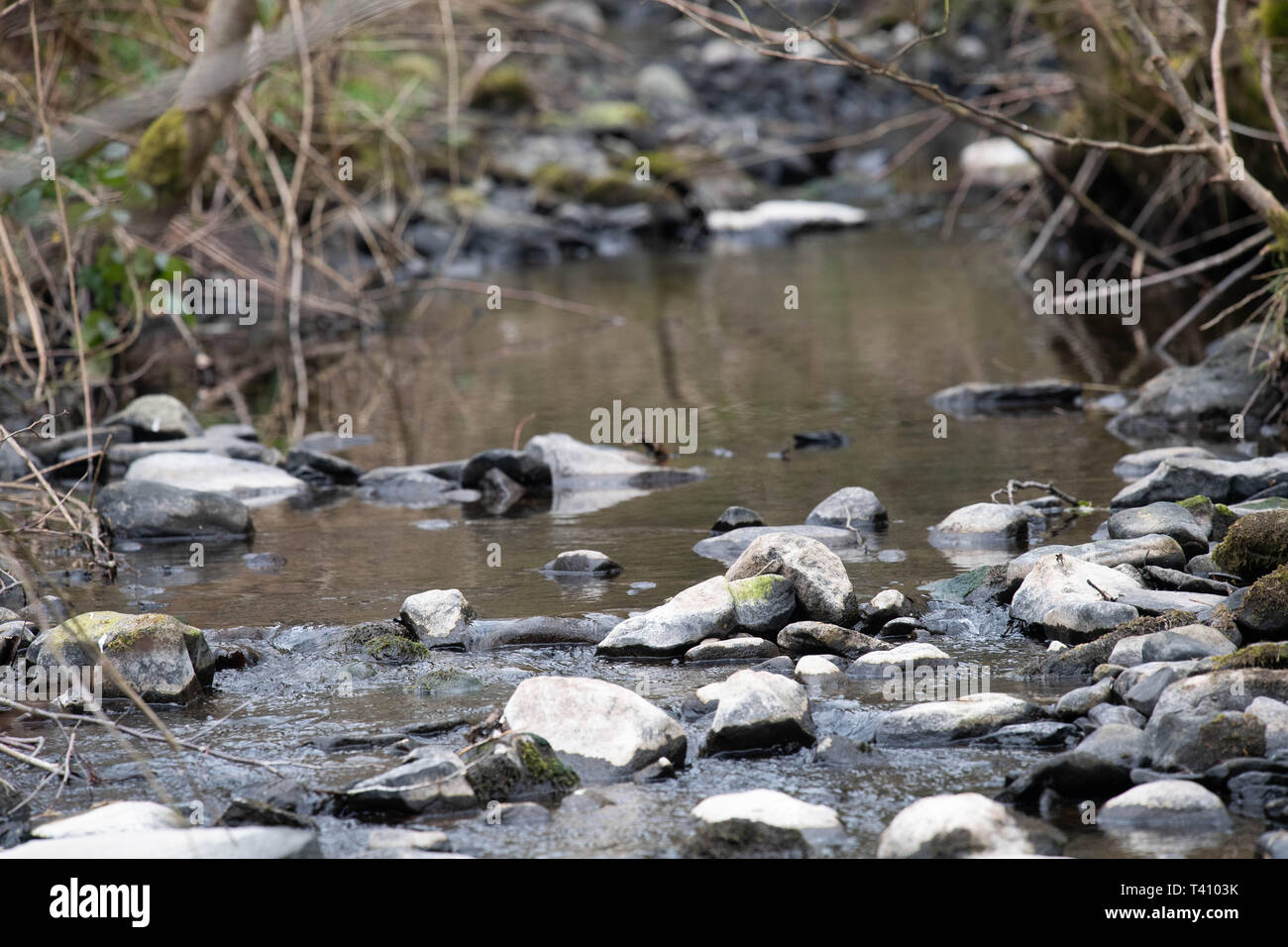 low water in spring time Stock Photo - Alamy