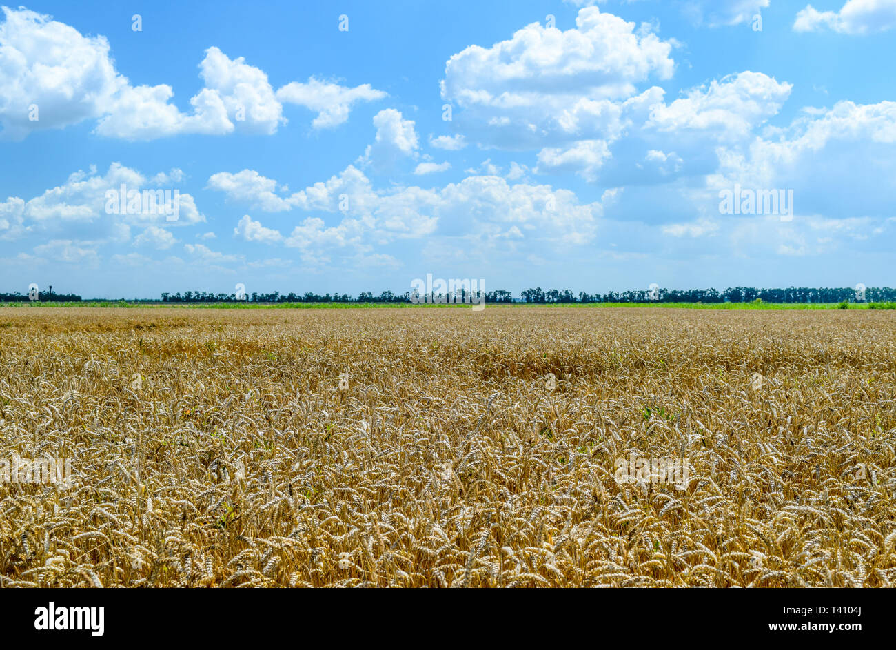 field of wheat. Photo Shooting quadrocopters field of ripe crops Stock ...