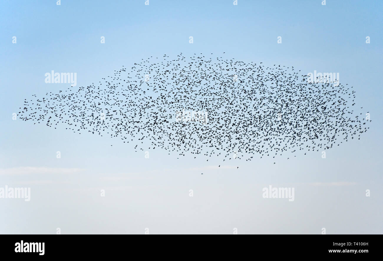 Murmuration of starlings. Half Moon Bay, Heysham, Lancashire, England ...