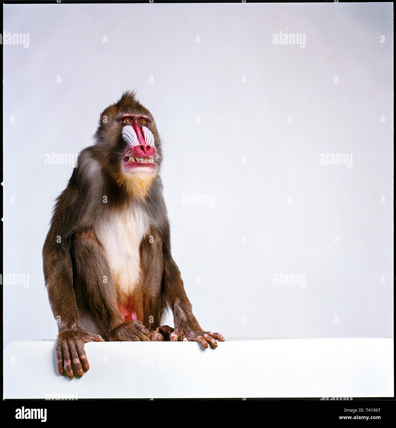 Premolar Mandrill