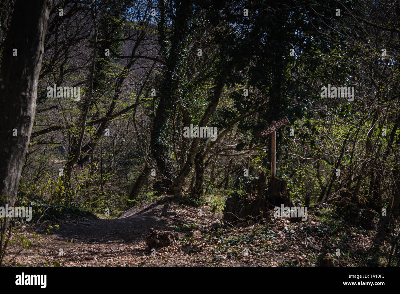 Forrest background, with free leafs and generic scenery Stock Photo - Alamy