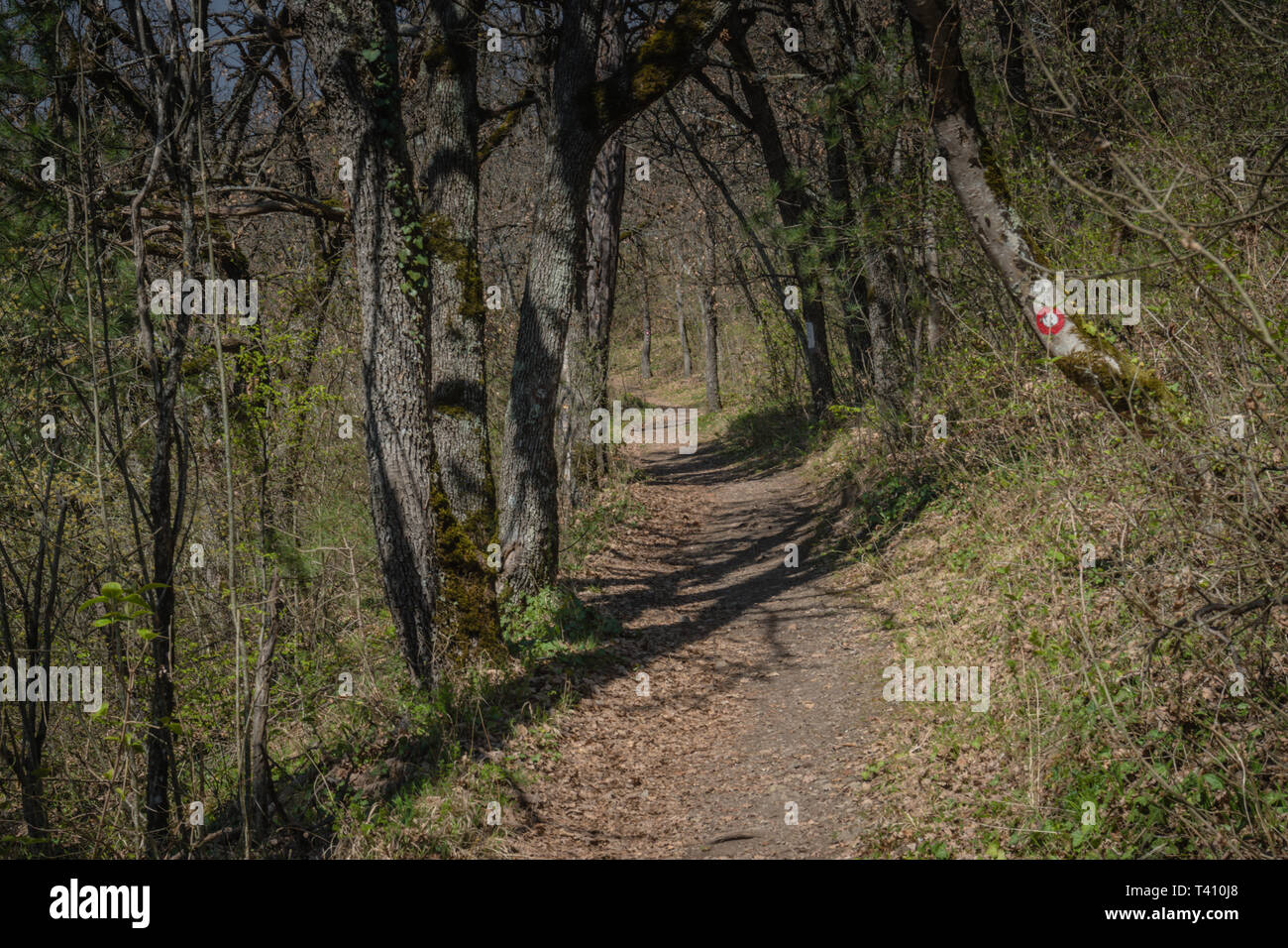 Forrest background, with free leafs and generic scenery Stock Photo - Alamy