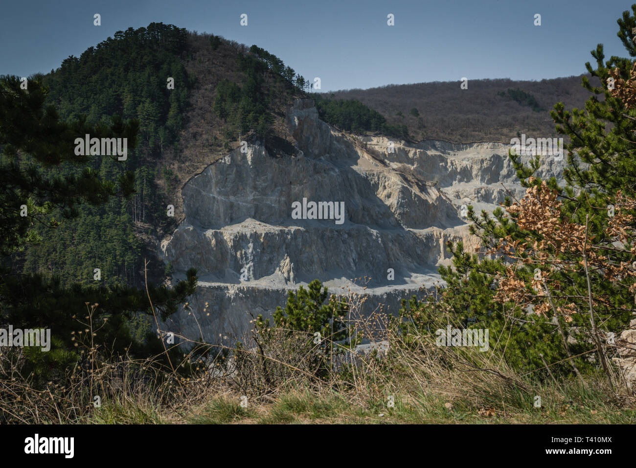 Forrest background, with free leafs and generic scenery Stock Photo - Alamy