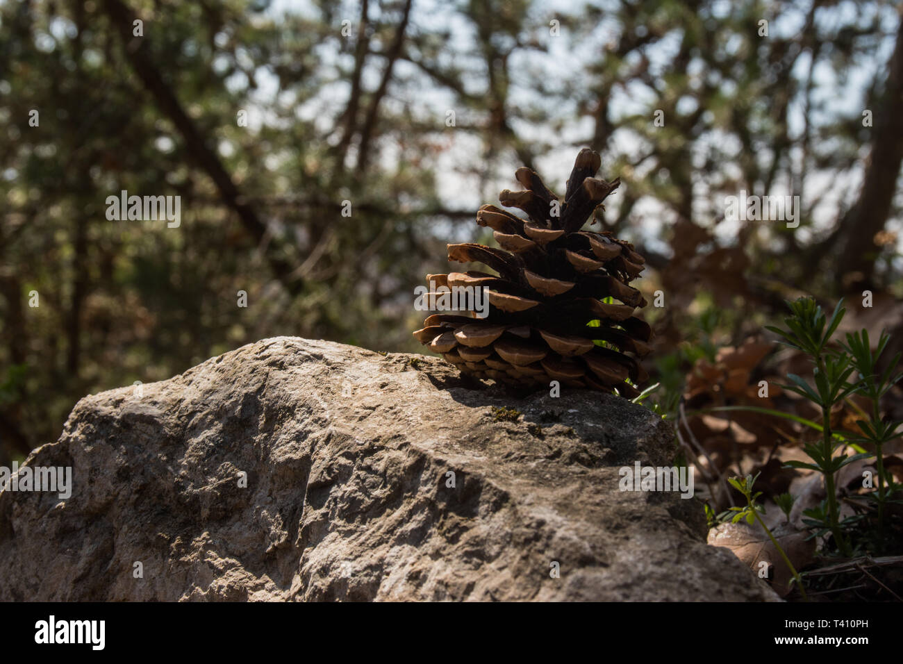 Forrest background, with free leafs and generic scenery Stock Photo - Alamy