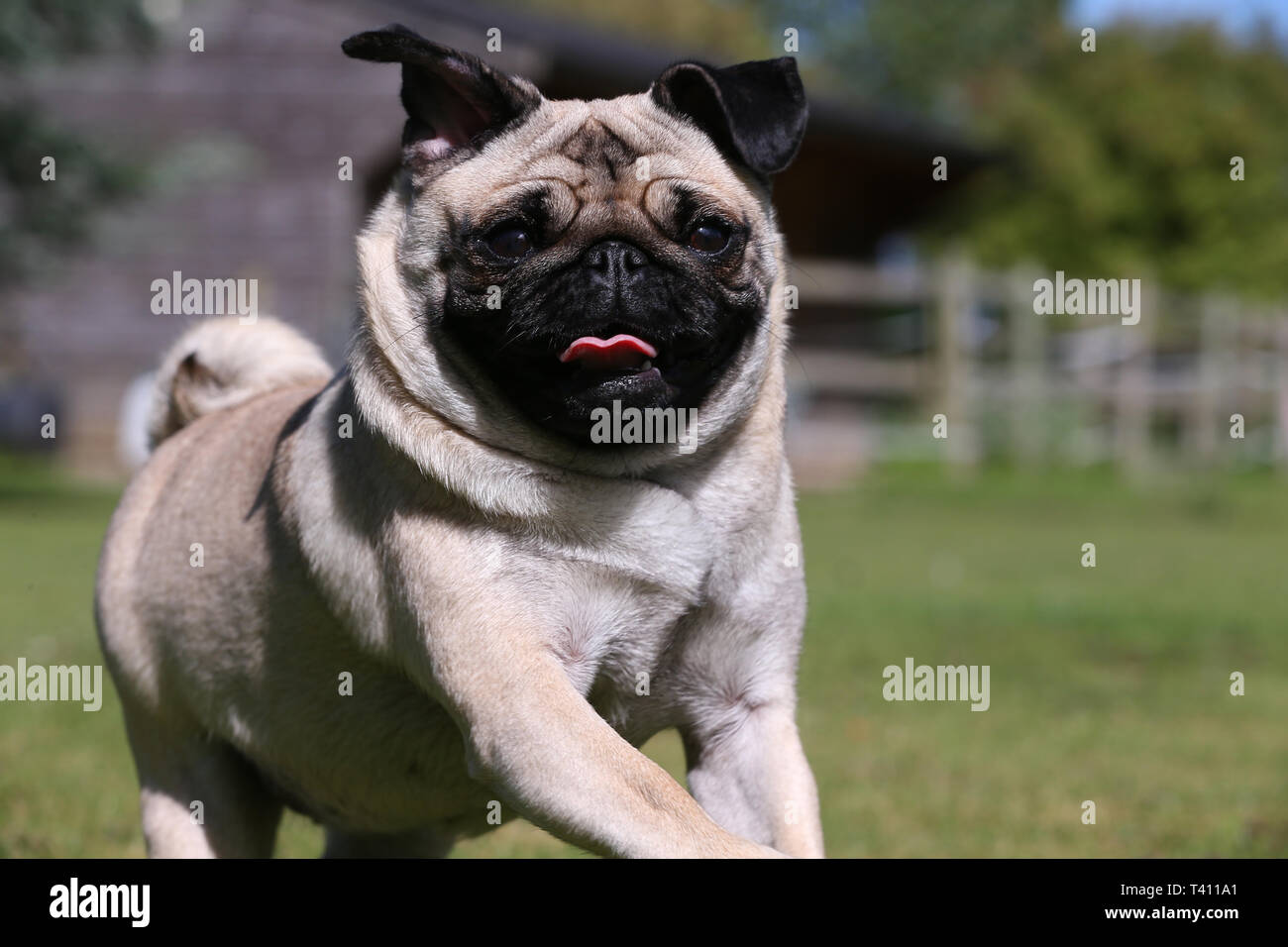 Mops running hi-res stock photography and images - Alamy