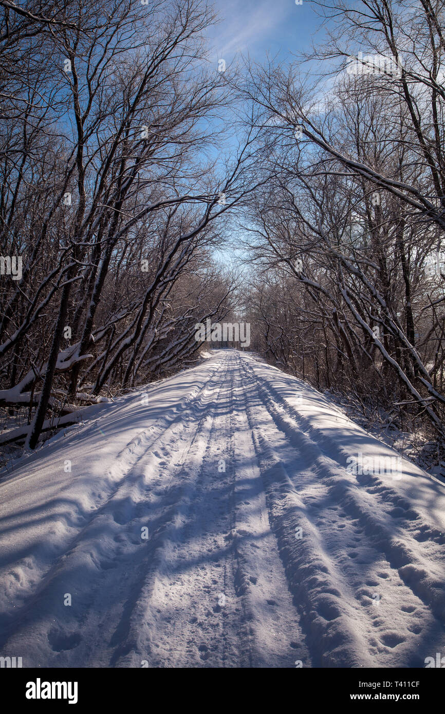 Bike path in a tunnel of trees in winter Stock Photo - Alamy