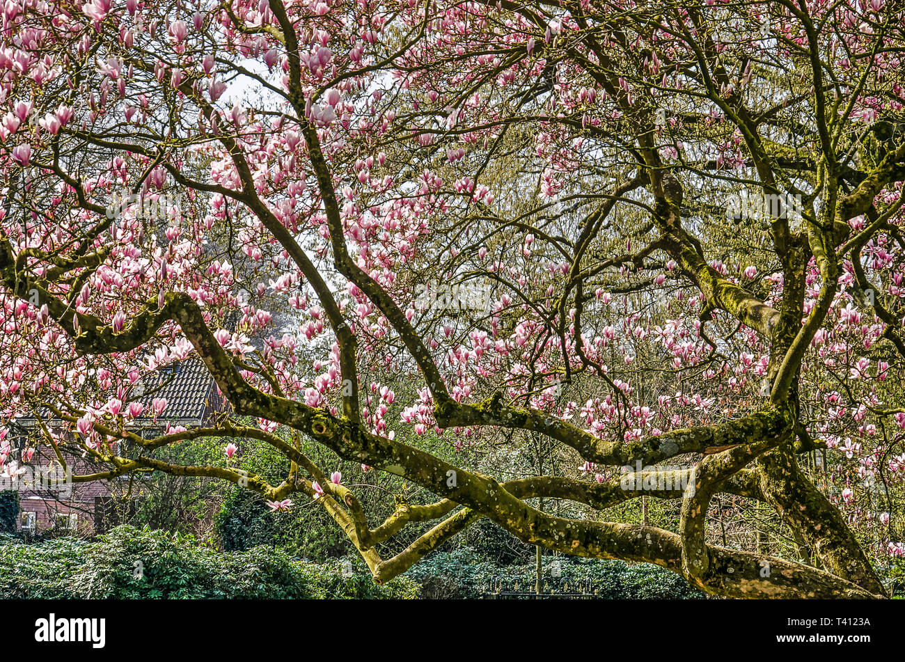 Irregular branches hi-res stock photography and images - Alamy