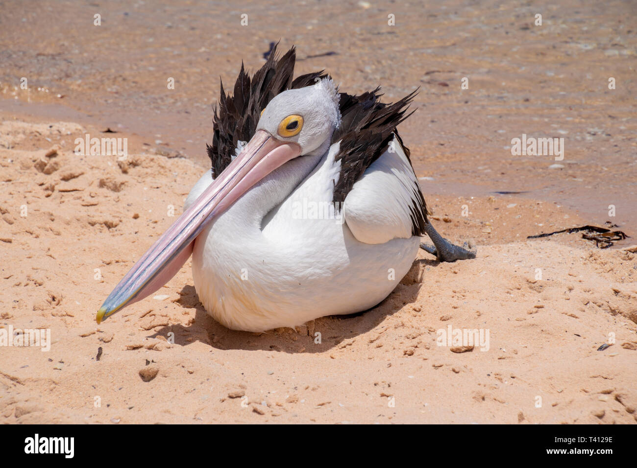 Big Pelican resting at sand beach of Shark Bay Australia Stock Photo ...