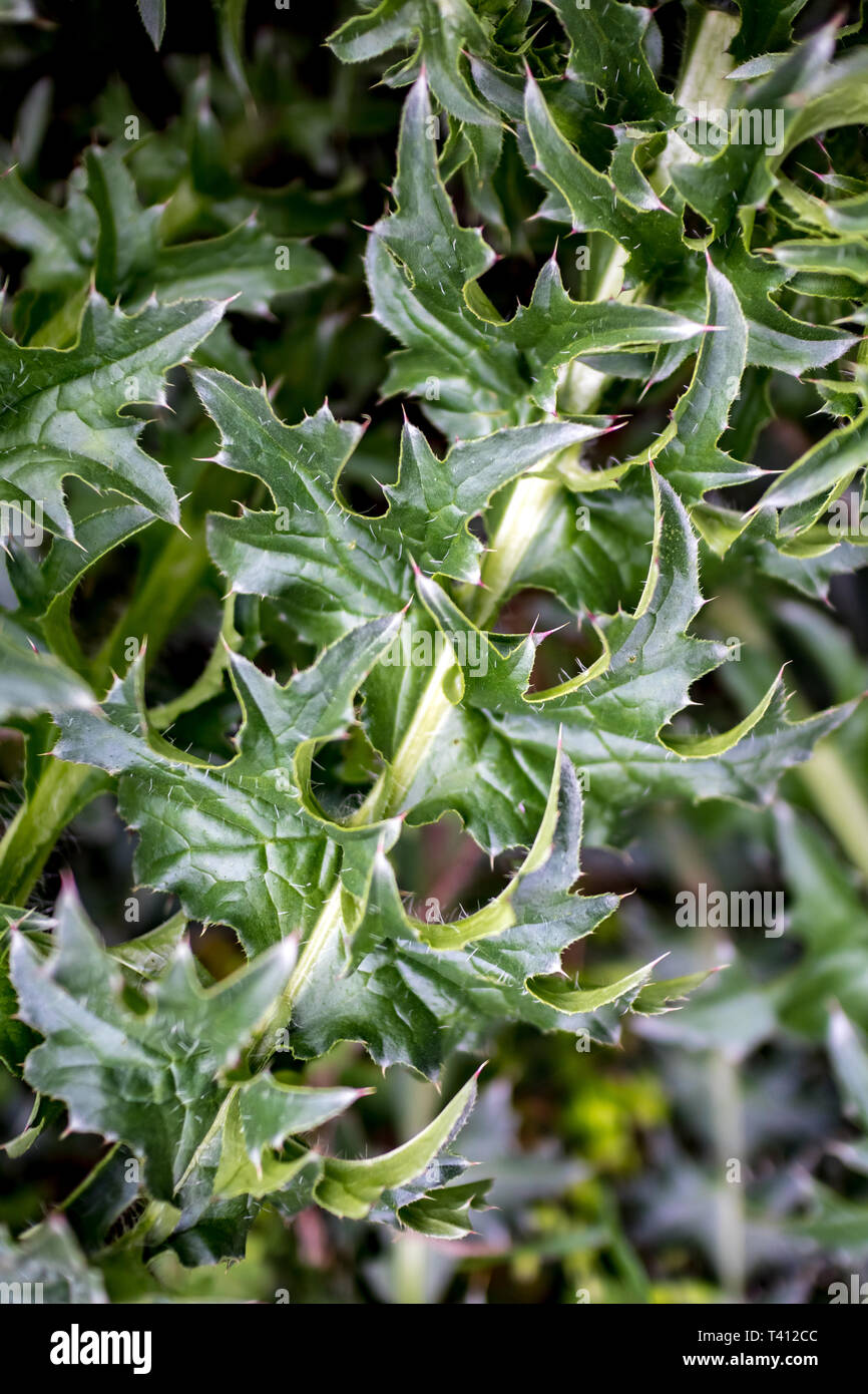Close-up selective shallow focus on thistle weeds growing on meadow ...