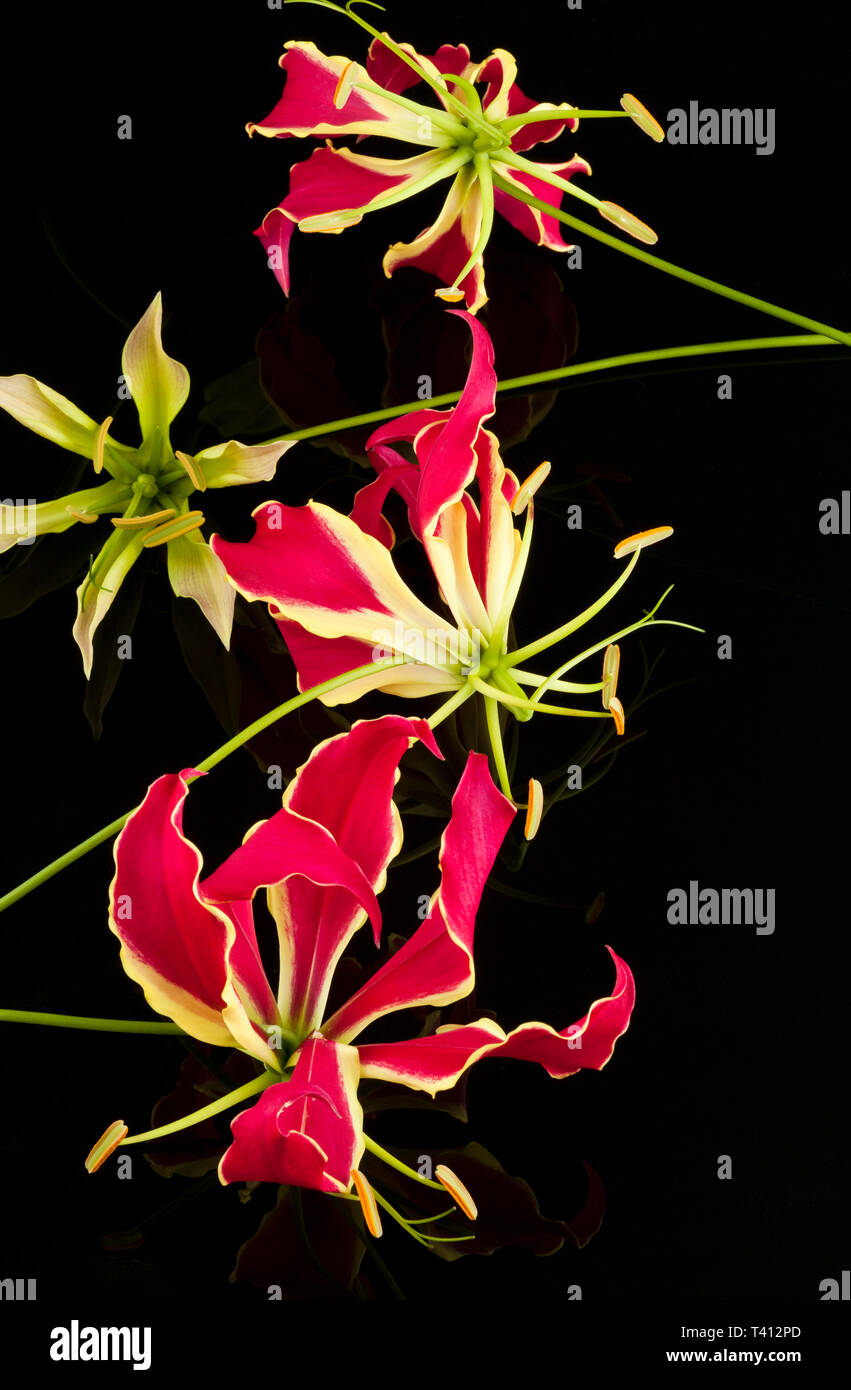 Flame Lily Gloriosa Superba High Resolution Stock Photography and ...