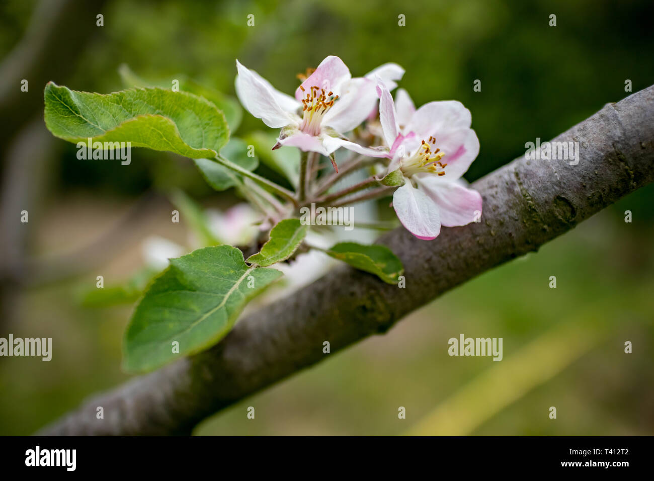 Selective shallow focus of pear blossoms in the spring season. Pear ...