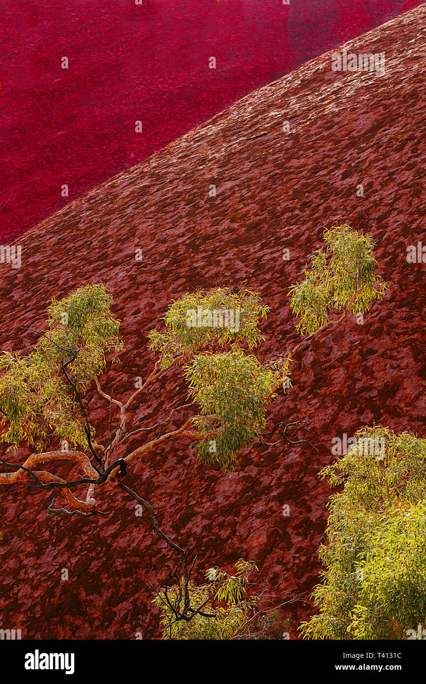Wild flora uluru hi-res stock photography and images - Alamy