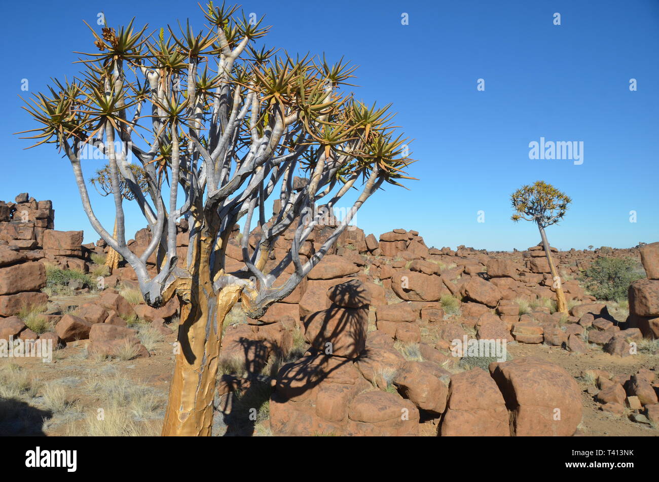 Desert landscape with a quiver tree (Aloe dichotoma), Namibia, Africa ...