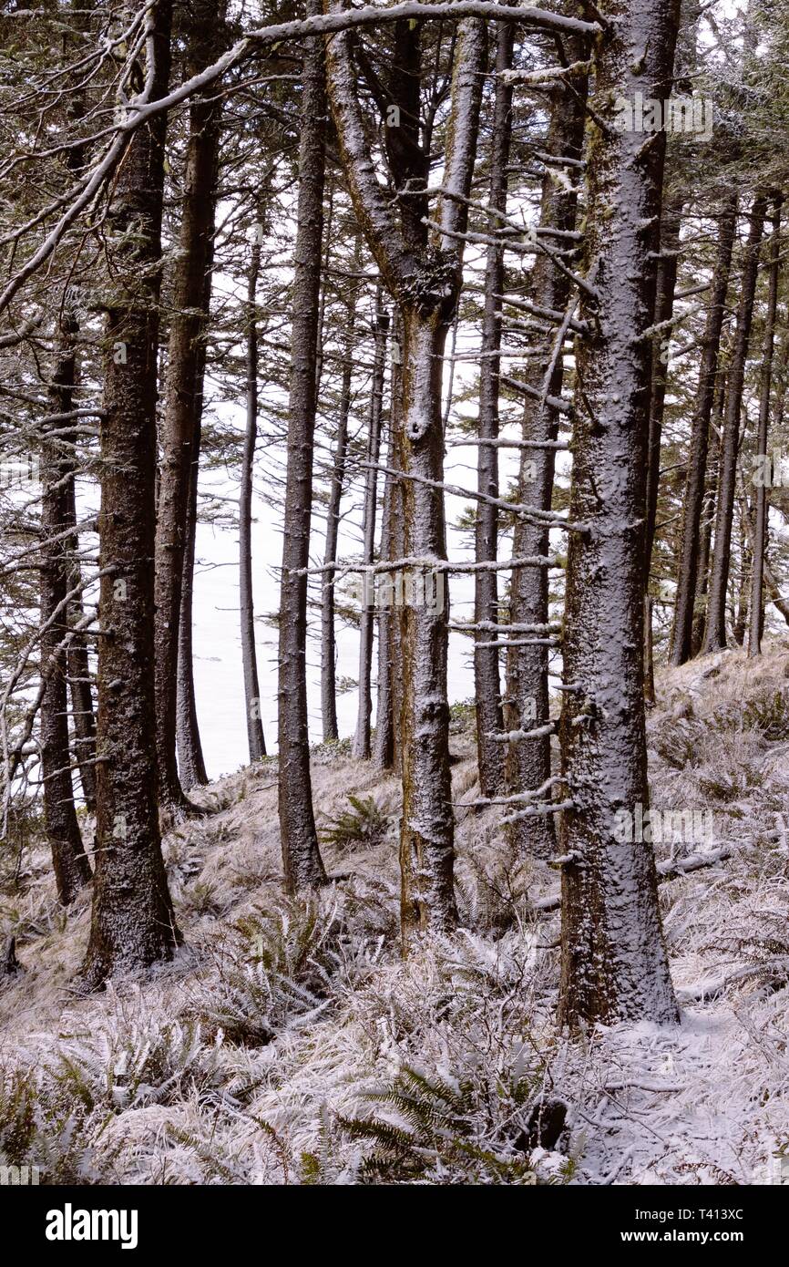 A dense forest trees without leaves Stock Photo - Alamy