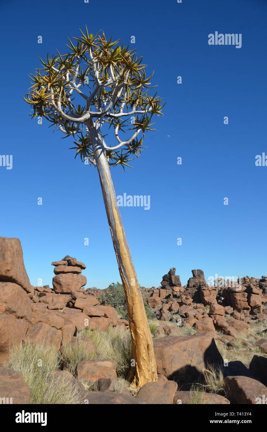 Desert landscape with a quiver tree (Aloe dichotoma), Namibia, Africa ...
