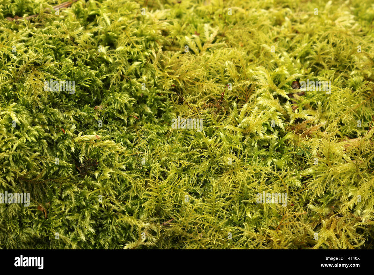 Mossy texture hi-res stock photography and images - Alamy