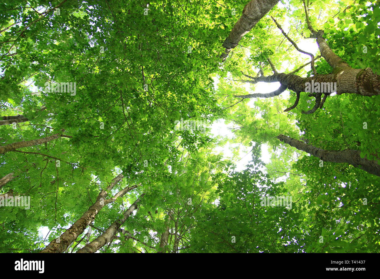 High trees in green forest Stock Photo - Alamy
