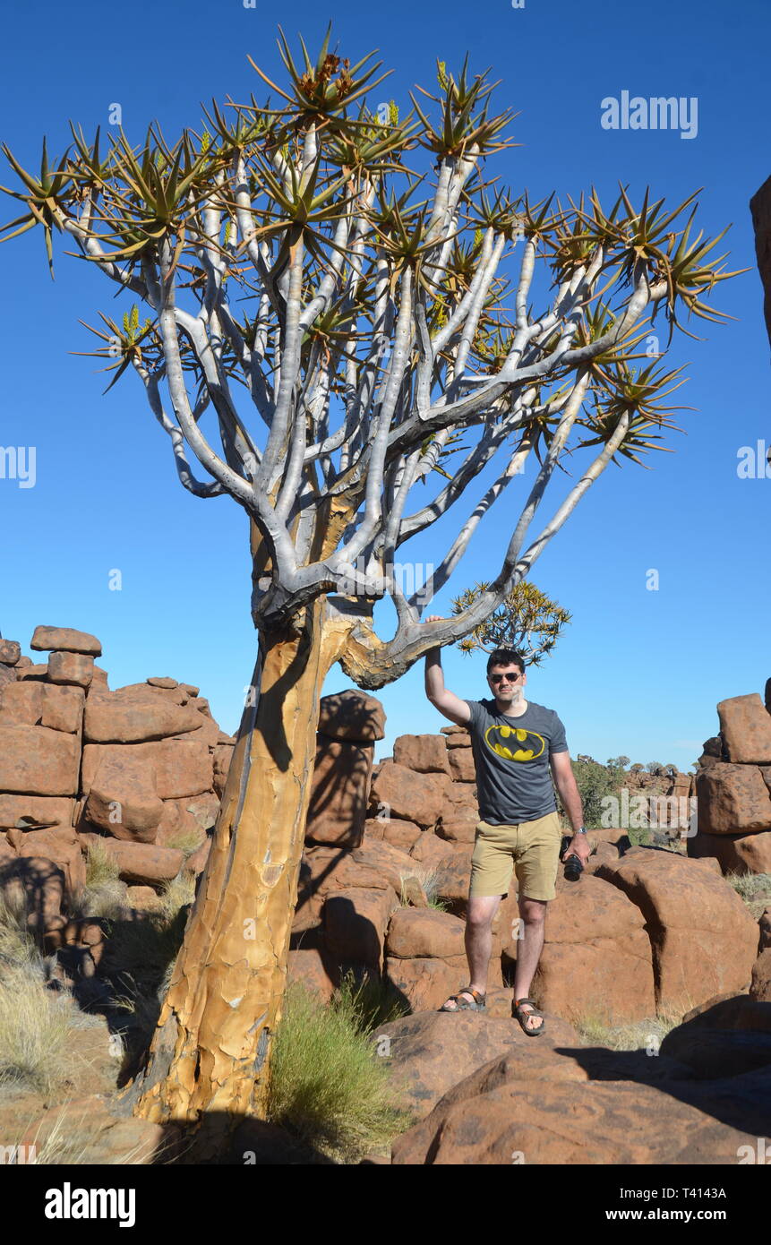 Desert landscape with a quiver tree (Aloe dichotoma), Namibia, Africa ...