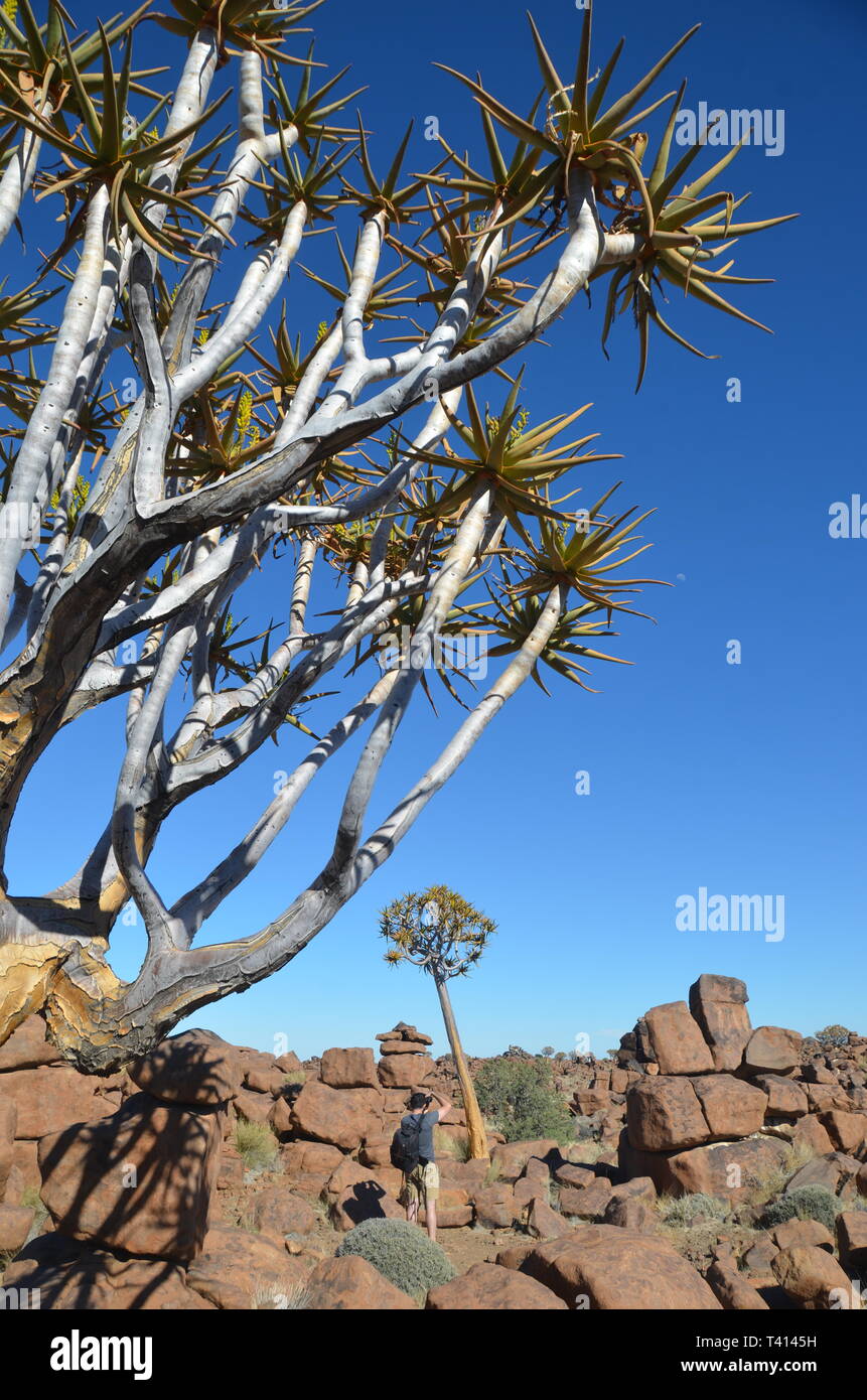 Desert landscape with a quiver tree (Aloe dichotoma), Namibia, Africa ...