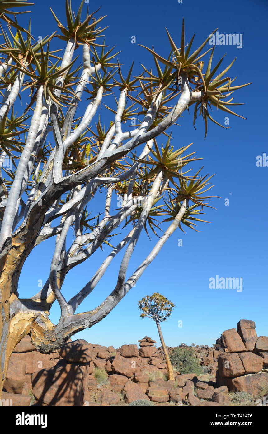 Desert landscape with a quiver tree (Aloe dichotoma), Namibia, Africa ...